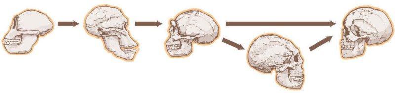 The Evolution of Human Occlusion, Ancient Clinical Tips for Modern Dentists
