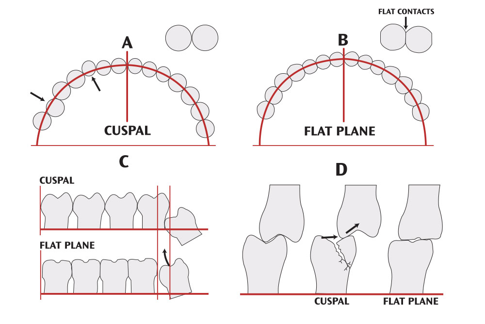 The Evolution of Human Occlusion, Ancient Clinical Tips for Modern Dentists