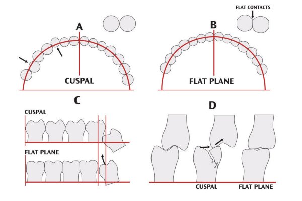 The Evolution of Human Occlusion, Ancient Clinical Tips for Modern Dentists